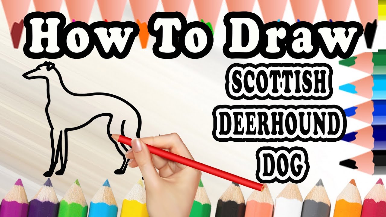 How To Draw A Scottish Deerhound DOG - YouTube