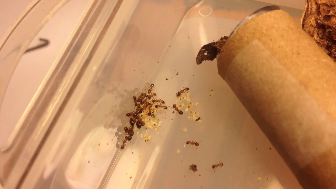 Temnothorax sp. (acorn ant) colony moving into a test tube! - YouTube