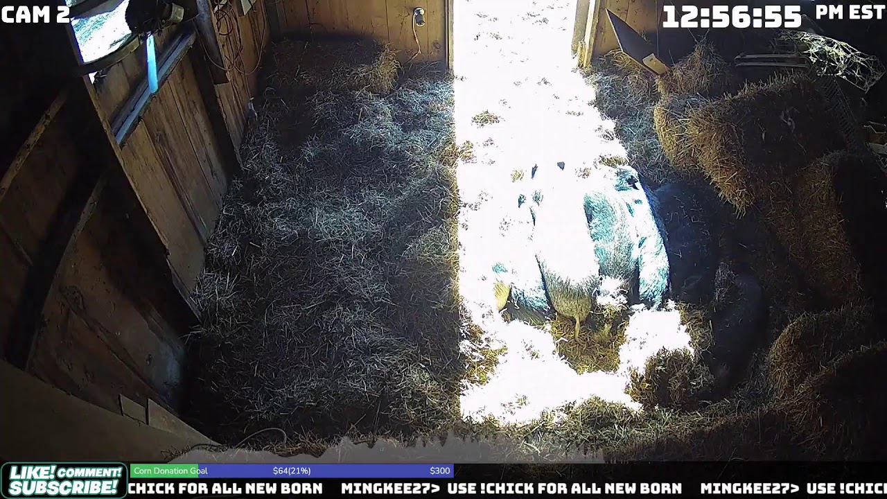 Ryan's Goslings - Hatch Cam Livestream - YouTube