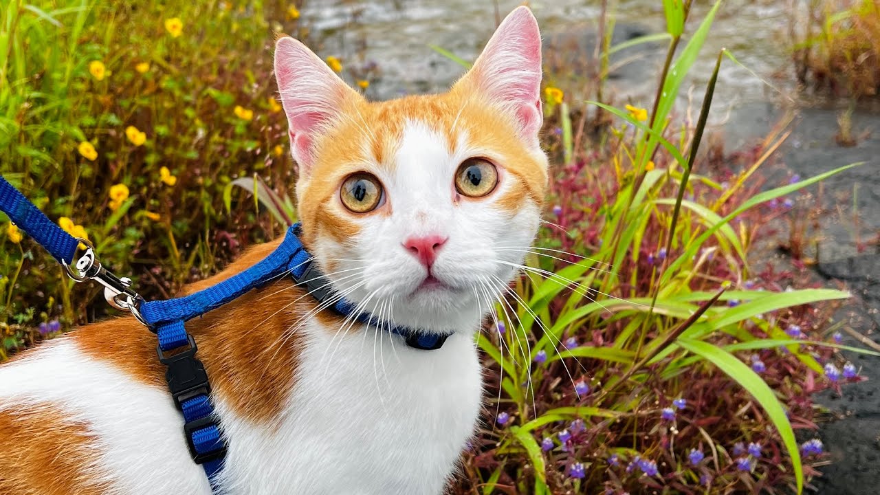 Cat Comedy : The Funniest Cat on the Internet part-2 - YouTube