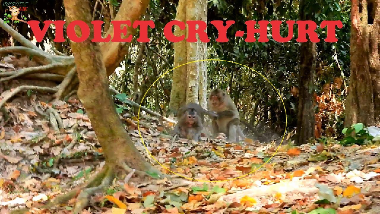 POOR VIOLET SUPER CRY LOUDLY COS ESOP RUN TO BITE RUN QUICKLY ASK GROUP ...