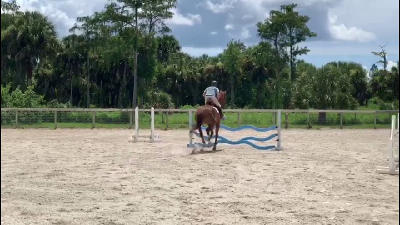 Valegro real three ring champ FOR SALE - YouTube