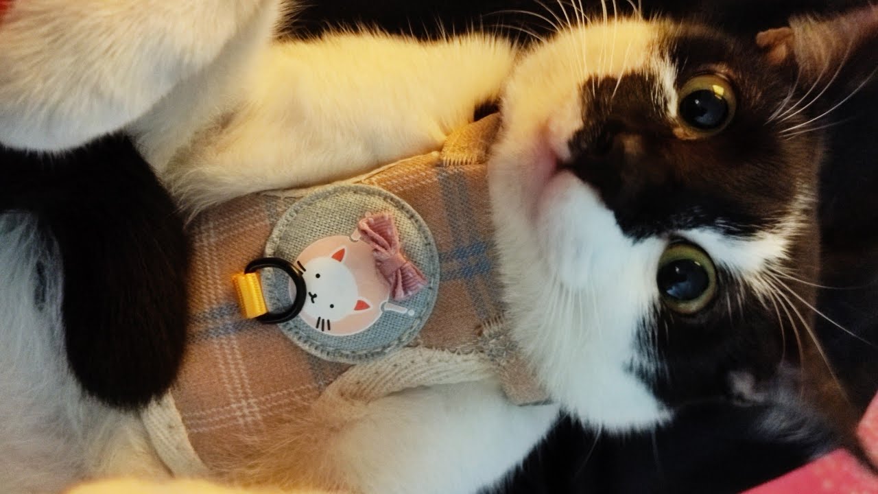 Looks like Simbu likes plants a lot 🪴🌿 - YouTube