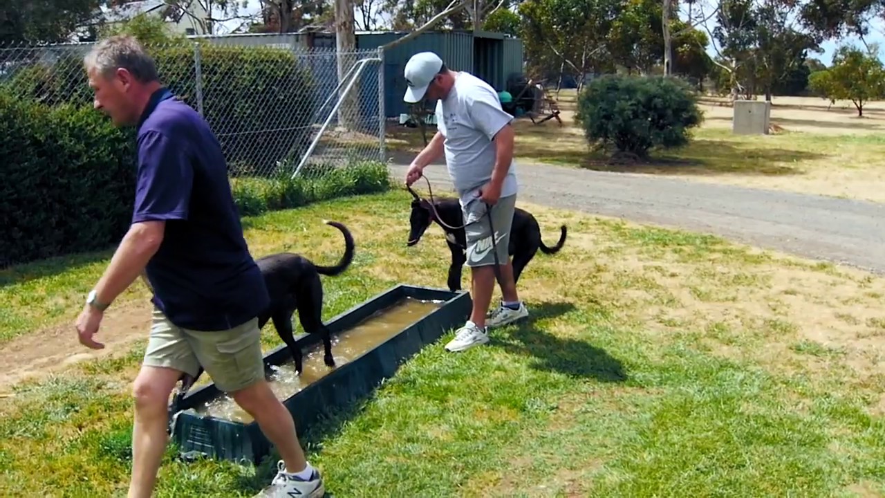 Greyhound Care: Exercising & trialling - YouTube