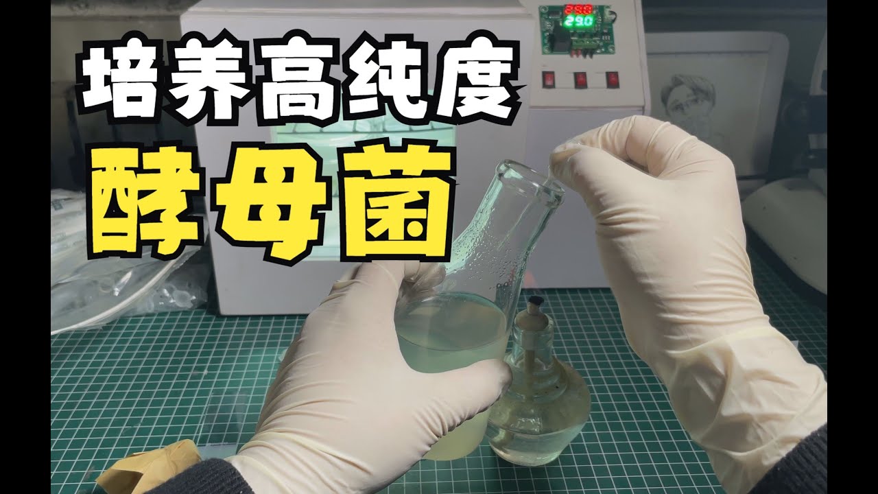 如何培养出实验室级别的高纯度酵母菌？How to cultivate high-purity yeast at the laboratory ...
