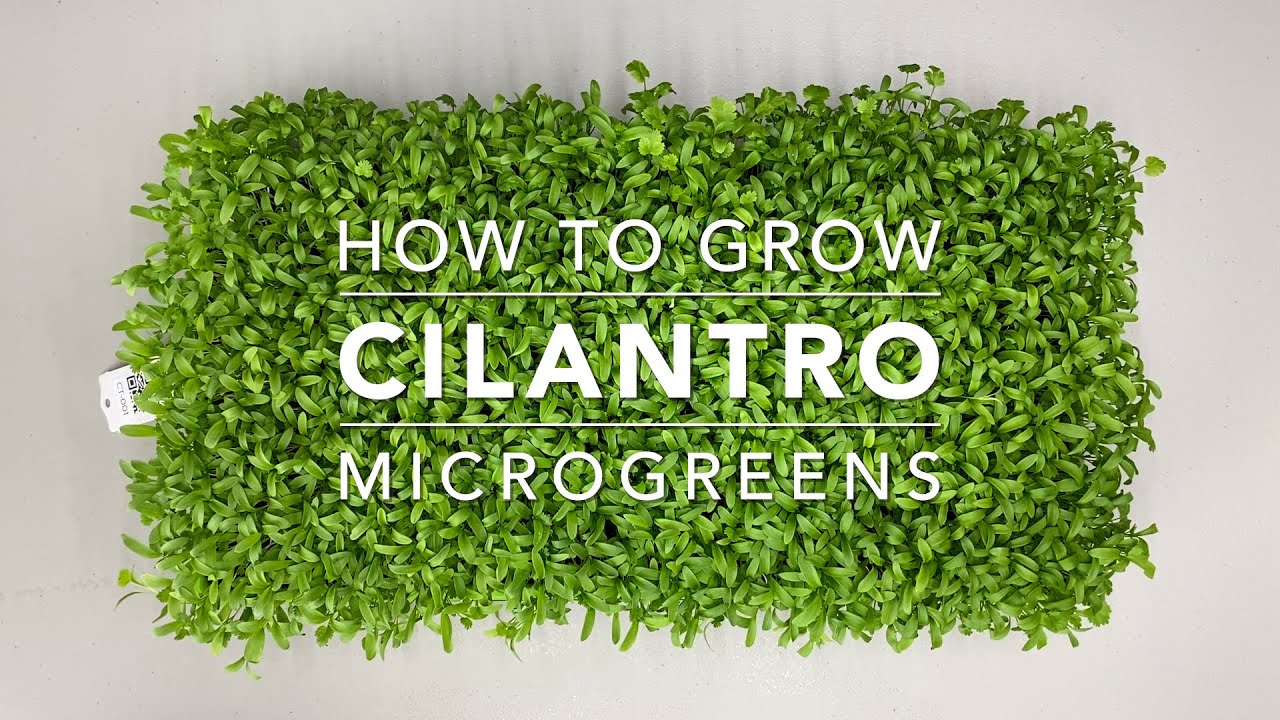 How To Grow Cilantro Microgreens - YouTube