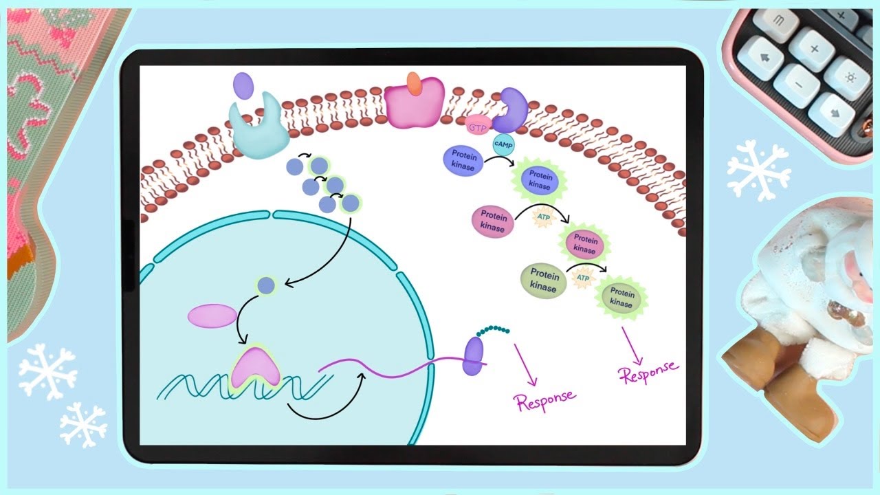 Nuclear and Cytoplasmic Response - Cell Signaling - YouTube