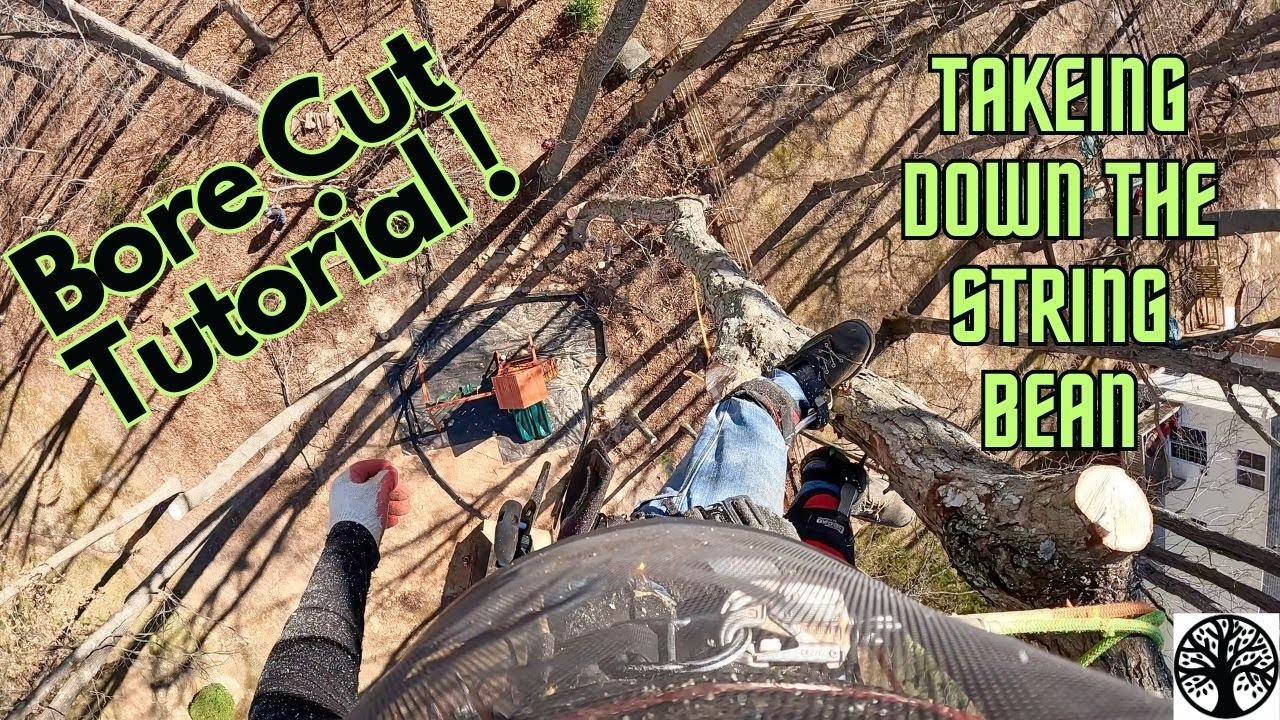 Taking Down A Sting Bean White Oak & Bore Cut Tutorial - YouTube