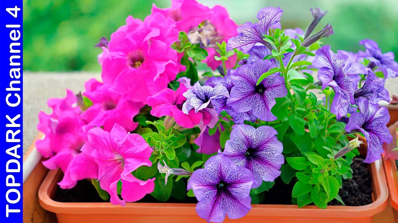 14 Plantas de Flores Ideales para Cultivar a Pleno Sol - YouTube