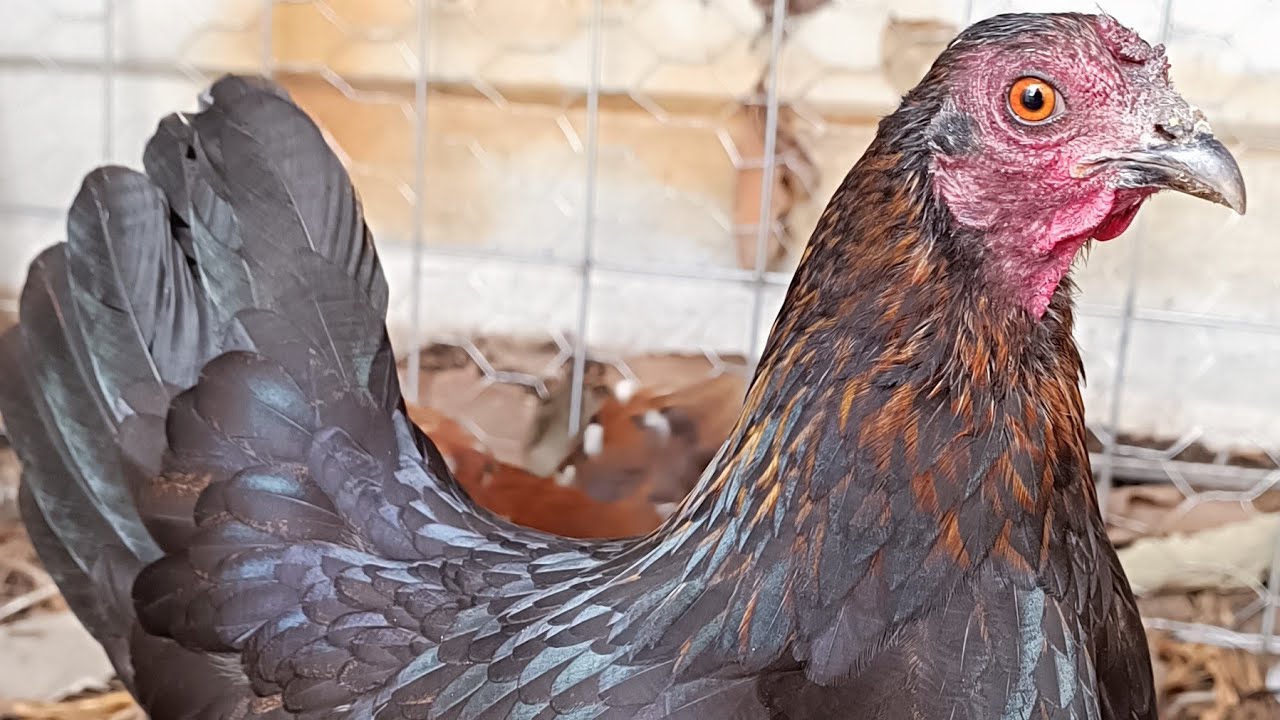 Te enseño todos mis POLLITOS, Coco y Luz Clarita me picotean, las ...