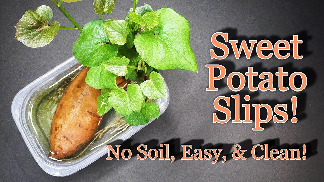 Sweet Potatoes! How to Start Sweet Potato Slips (new video!) - YouTube