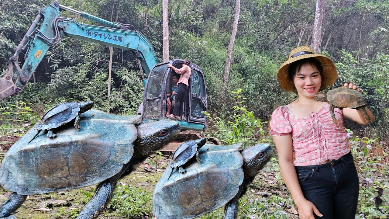 The excavator opened the mine and found two turtles in the mountains ...