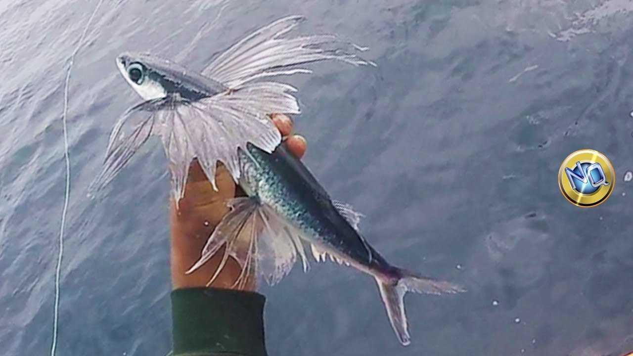 PESCA de Peces VOLADORES sin usar carnada | Flying Fish - YouTube