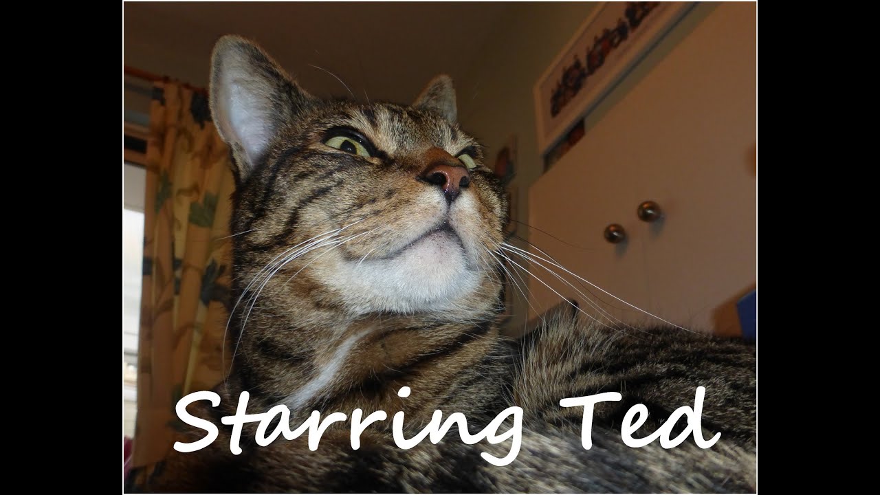 Ted the Cat - Having a Scrunge - Placid House Cat.. Tedy Edward - YouTube