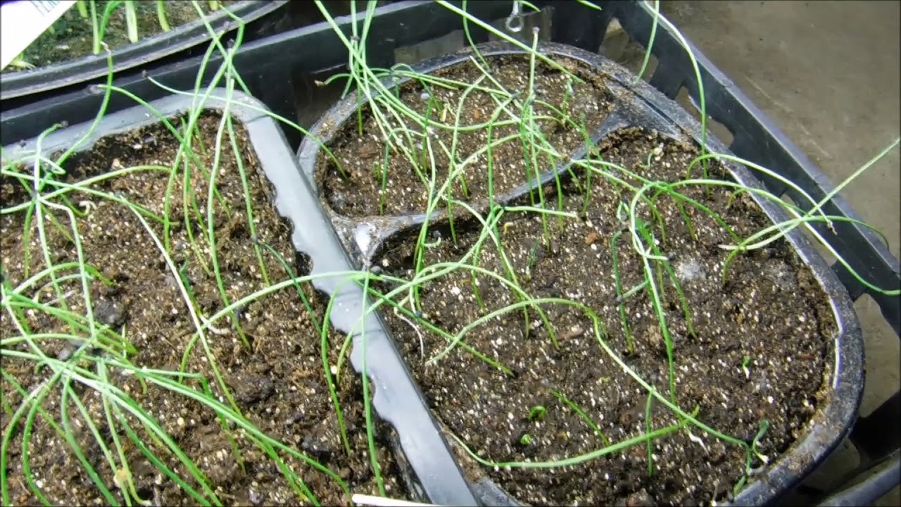 onion seedlings update, what do onion seedlings look like, how to feed ...