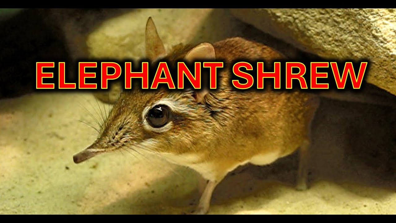 Rufous Elephant Shrew