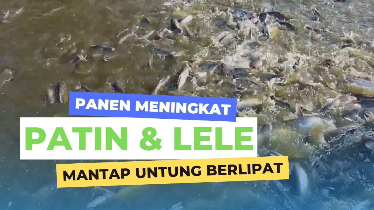 PANEN MENINGKAT 😍🤩🤩 KESAKSIAN BUDIDAYA PATIN & LELE | Teknologi NASA ...