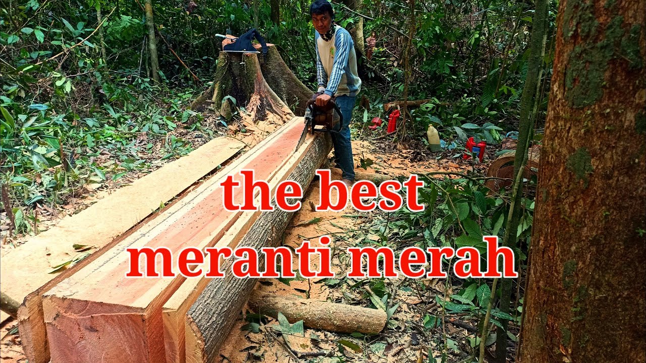 KAYU MERANTI MERAH DI HUTAN RIMBA NUSANTARA - YouTube