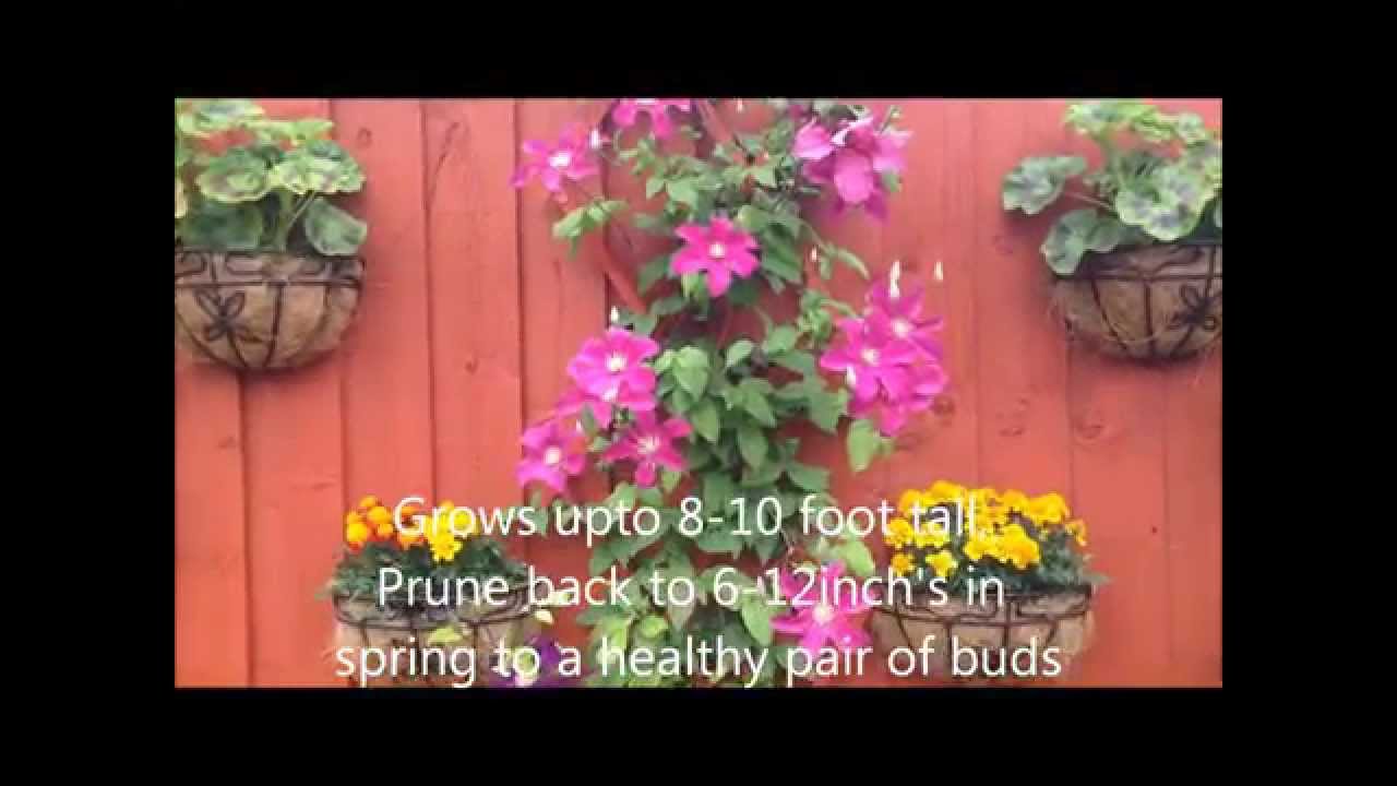Clematis Remembrance In bloom, Care and information - YouTube