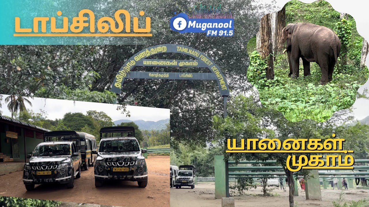 டாப் சிலிப் | கோழி கமுத்தி யானைகள் முகாம்| #elephantcamp #tourism - YouTube