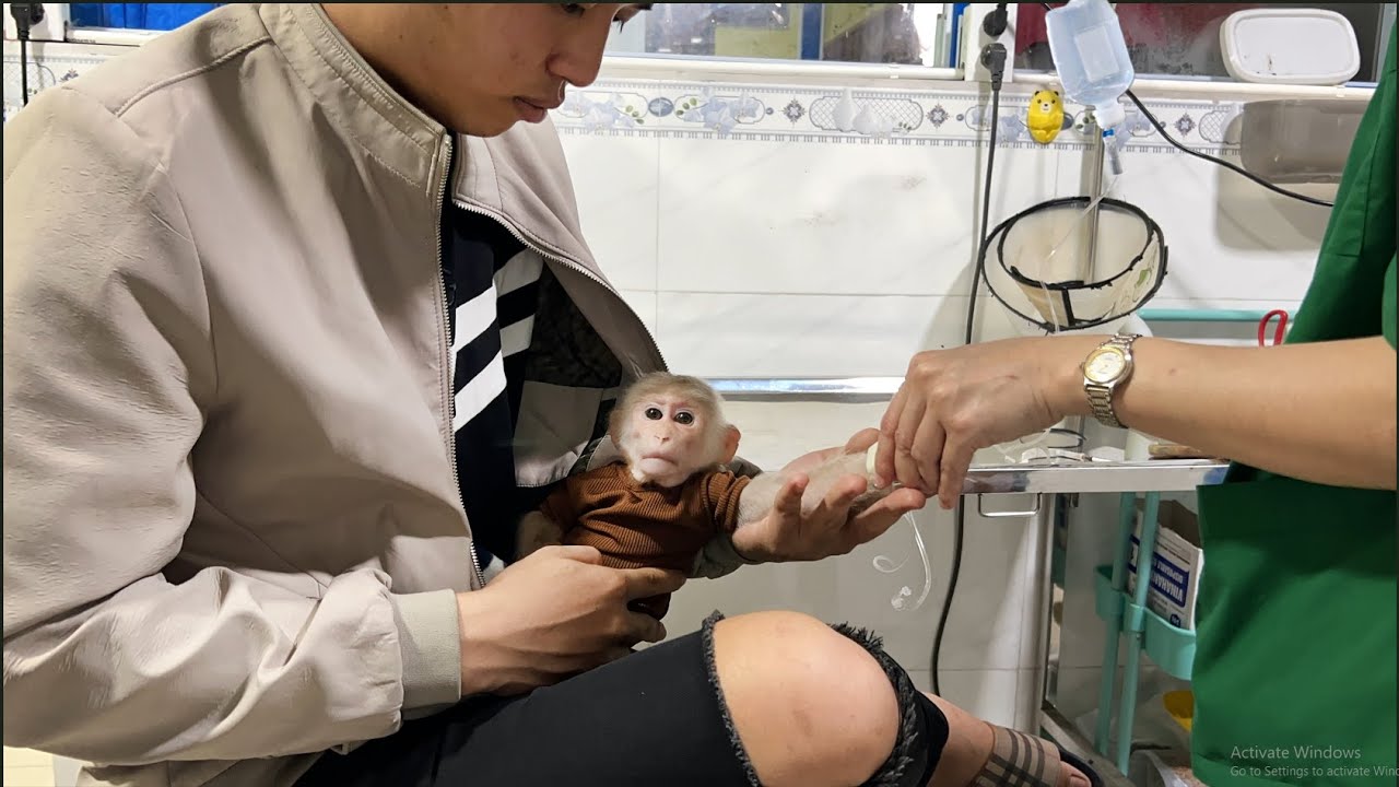 Full compilation 2024! Moment Monkey Luk got sick and well taken care ...