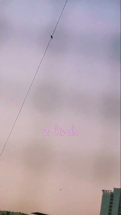 2 birds on a wire.. - YouTube