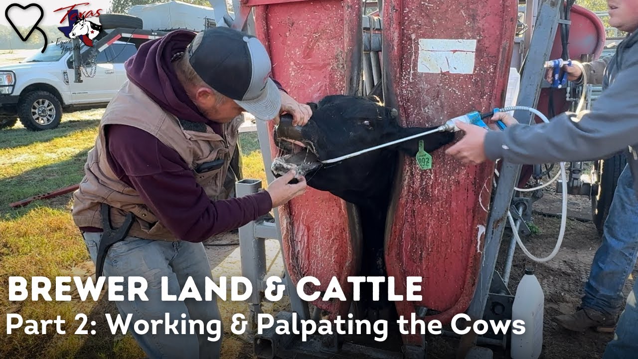 Brewer Land & Cattle - Part 2; Working and Palpating the Cows ...