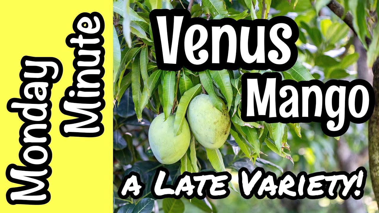 Monday Minute- 'Venus' Mango...in late August!!! - YouTube
