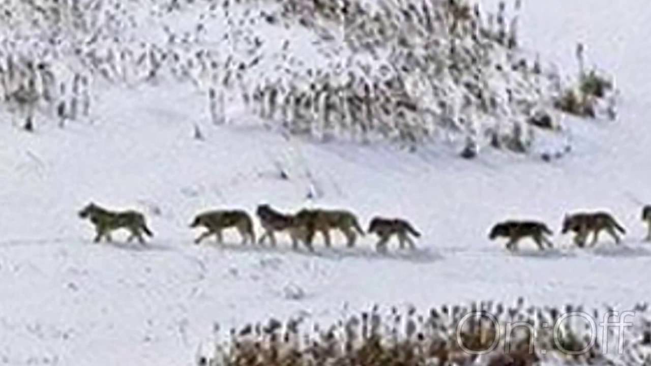 A natureza das matilhas de Lobos está mais relacionada à ordem do que ...