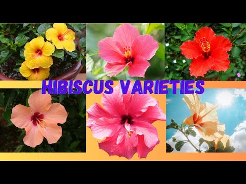 Unique hibiscus varieties | hibiscus | gudhal | Timelapse - YouTube