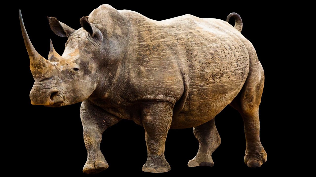 O RINOCERONTE! SAIBA TUDO - 10 curiosidades do Rinoceronte - YouTube