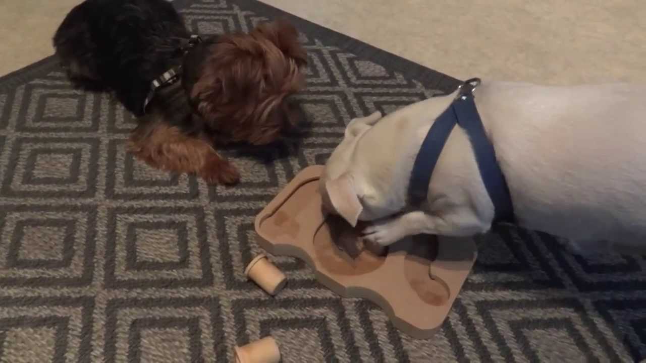 53 Intelligence Game for Dogs ! - YouTube