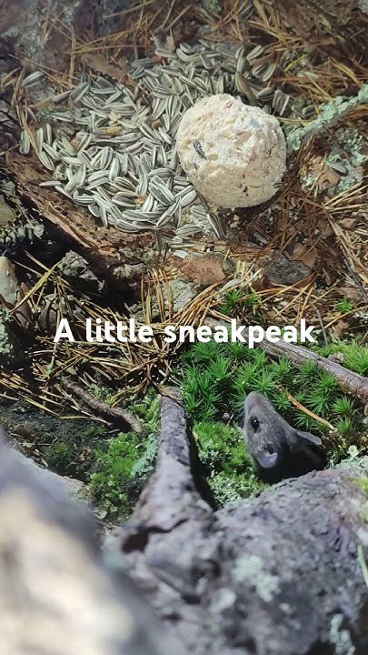 One little mouse #mouse #mouseinahole - YouTube
