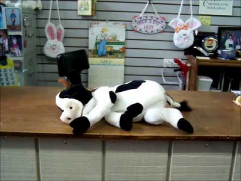 Snoring Cow.wmv - YouTube