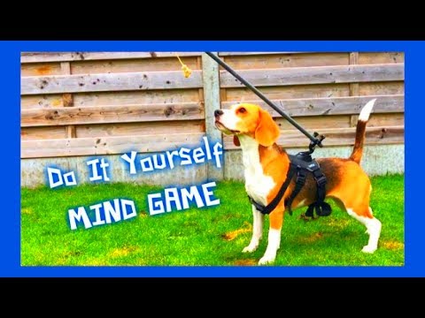 Do It Yourself : Building a DOG MIND GAME - YouTube