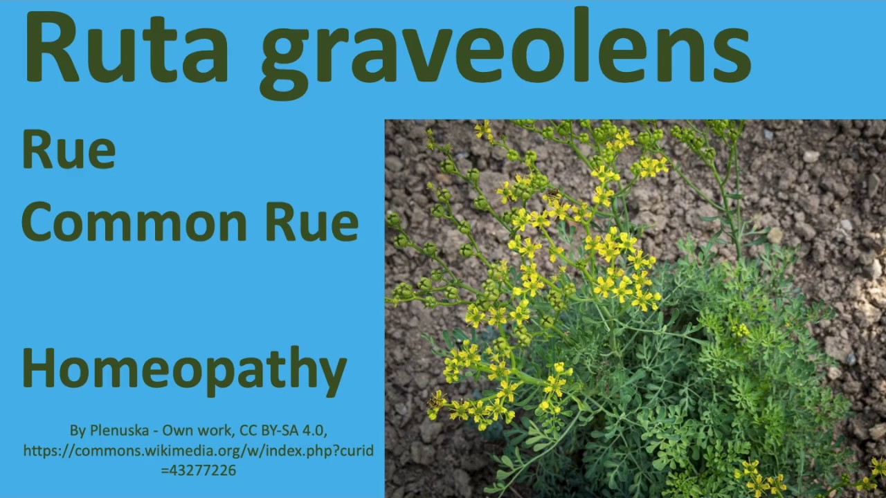 15 Homeopathy Medicine, Homeopathic Remedies - Ruta graveolens (Rue ...