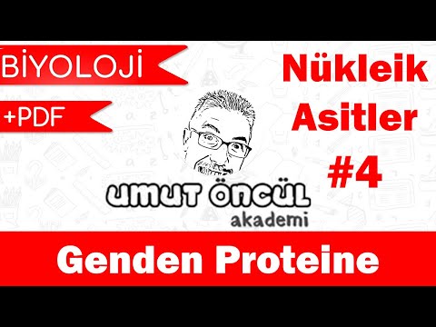 Biyoloji | AYT | Genden Proteine | Nükleik Asitler #4 | +PDF