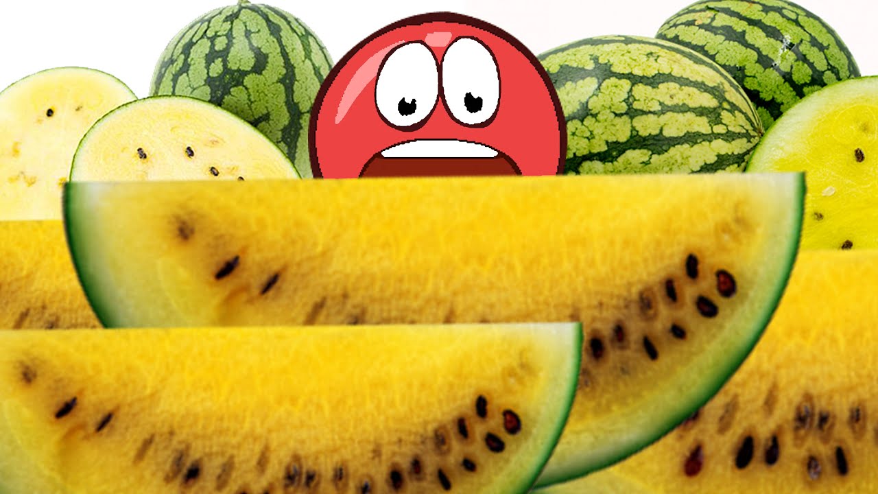 ASMR YELLOW WATERMELON EATING with RED BALL 4 MUKBANG ANIMATION #Shorts ...