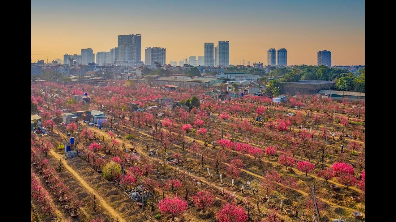 Làng hoa đào Nhật Tân vào vụ Tết . Nhật Tân peach flower field. Hanoi ...