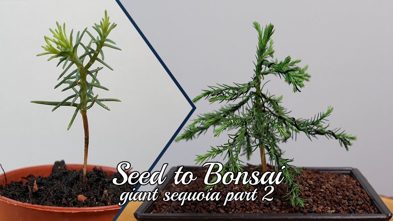 Seed to Bonsai: Sequoiadendron giganteum (Giant Sequoia) #2 - YouTube