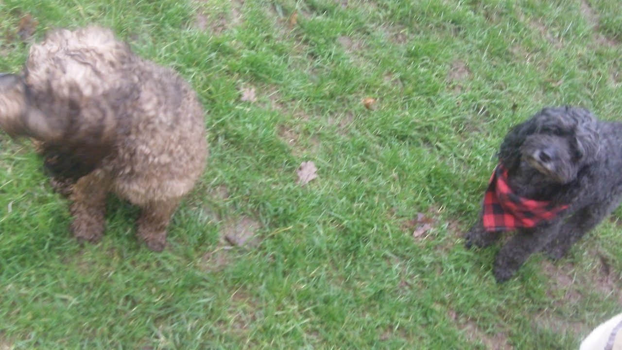 Cockapoos Billy & Frankie & Lenny & Labradoodle Bertie. - YouTube