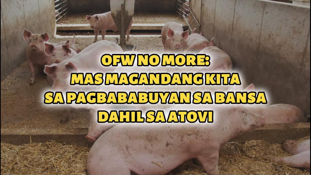 “OFW No More: Mas Magandang Kita sa Pagbababuyan sa Bansa Dahil sa ...