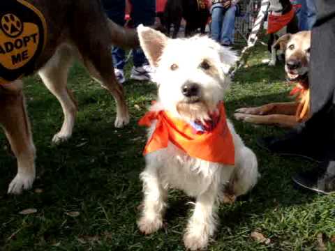 West Highland Terrier Schnauzer Mix