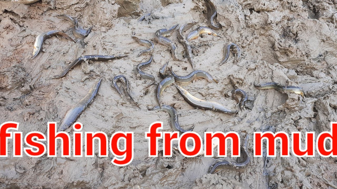 unique mud fishing | amazing fishing | eil fish | village fishing - YouTube