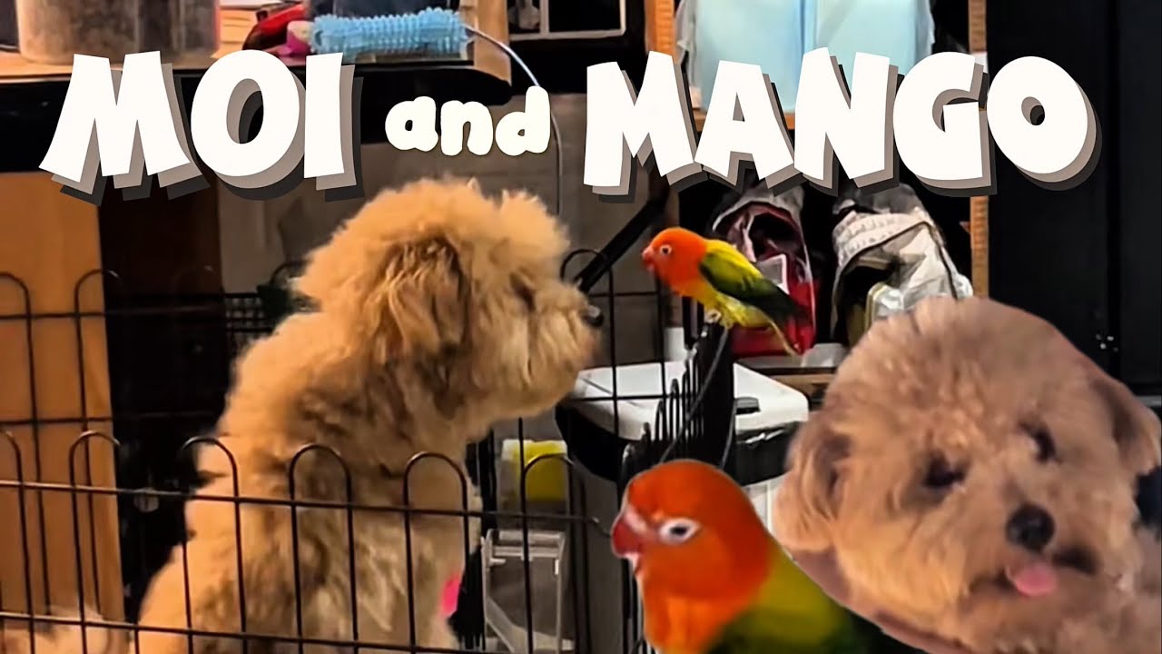 MOI SAMA MANGO #dewivanow #moi #mango #poodle #lovebird - YouTube