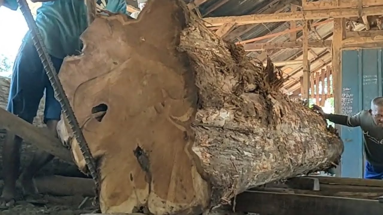 extraordinary cutting of large teak wood worth millions - YouTube