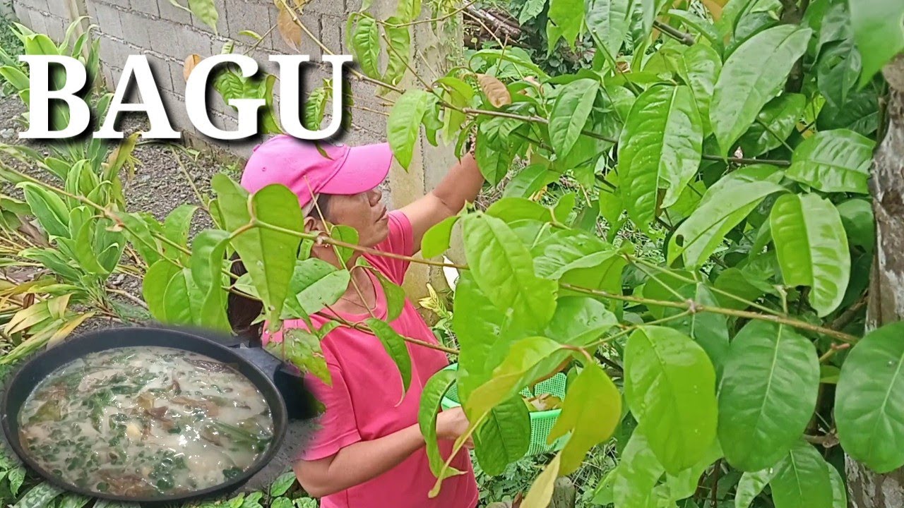 Do you know Bagu leaves? I picked & Cooked Ginataang Bagu. - YouTube
