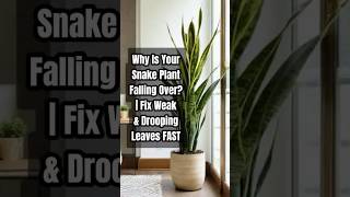😲 Why Is Your Snake Plant Falling Over? | Fix Weak & Drooping Leaves FAST 🌿