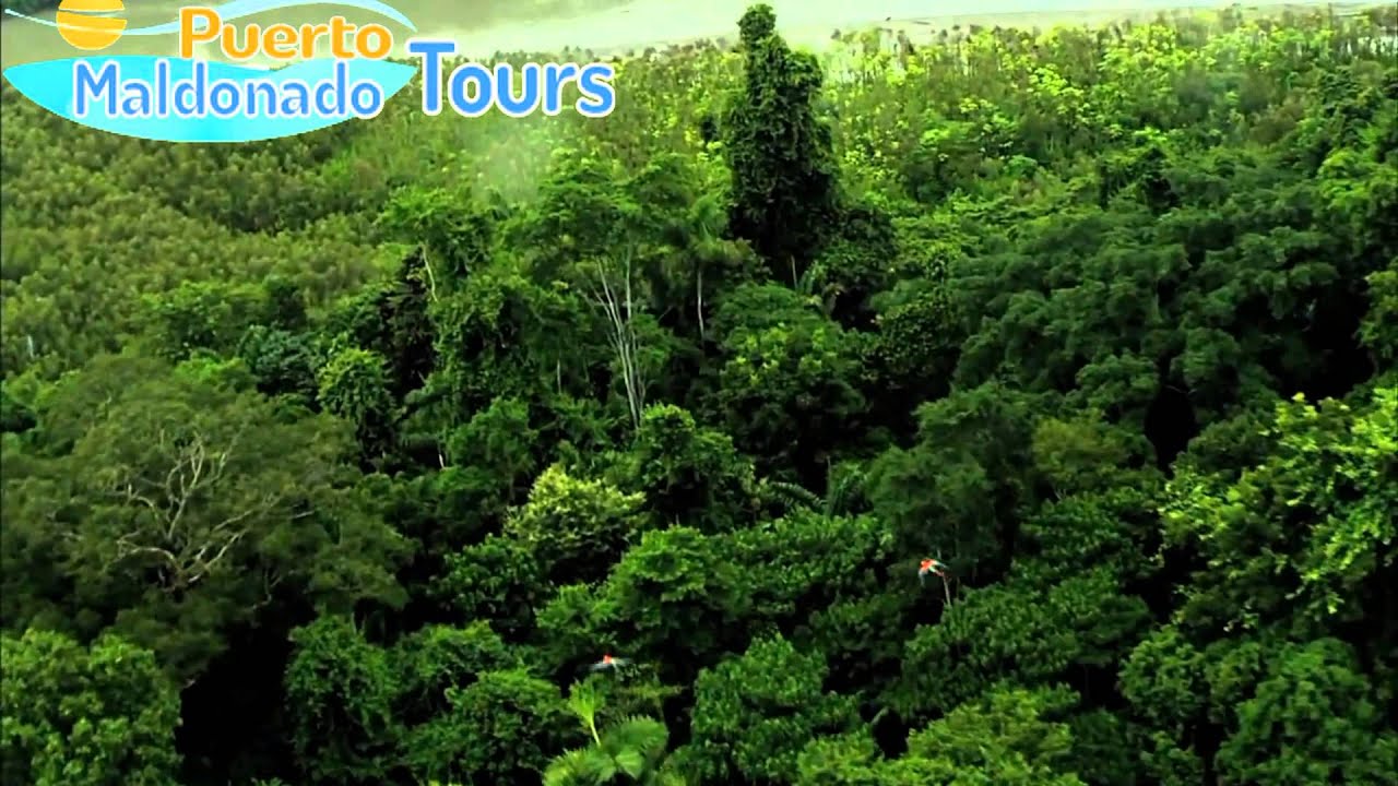 Amazon rainforest fly - YouTube