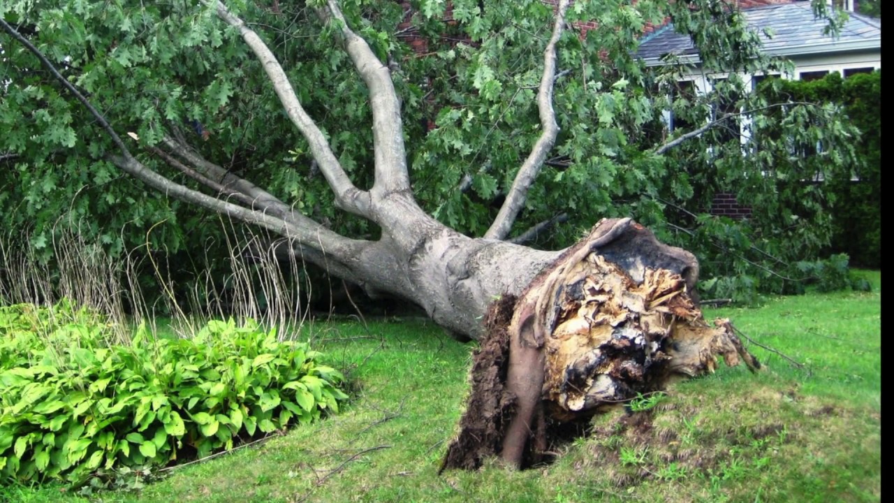 Talking Leaves -Tree Failure - YouTube